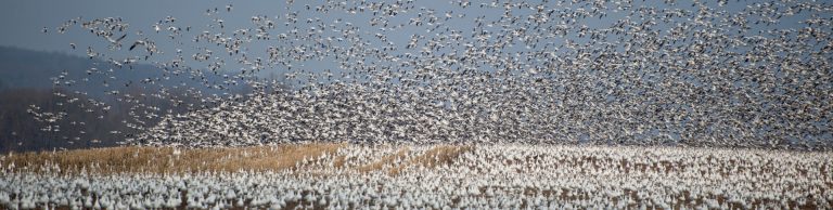 How to Hire Angular Developers: a Complete Guide - Aimprosoft